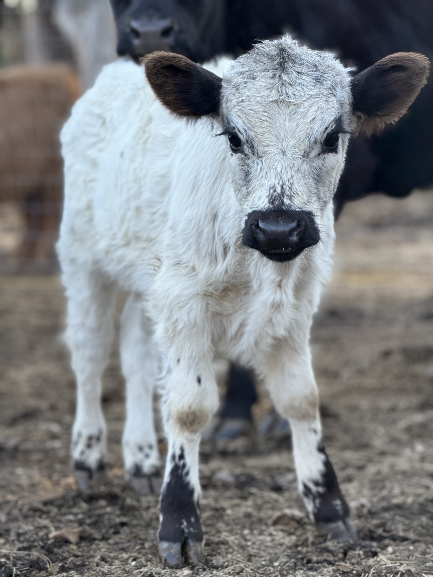 Micro & Mini Highland Cows for Sale | Hairy Heifer Cattle Company